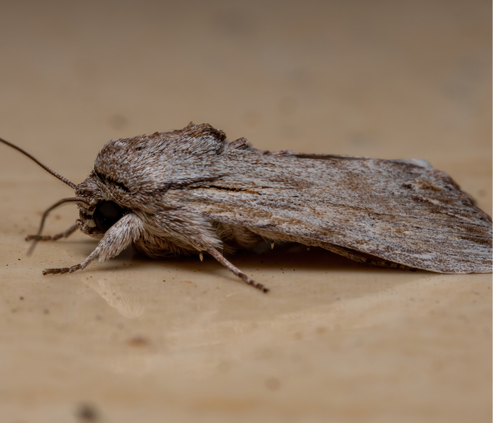 Clothes Moth Treatment Central London | BPCA Qualified